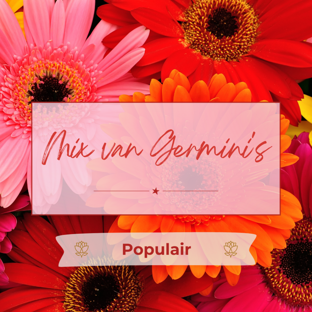 Mix van Germini's - Bloemboetiek Schijndel